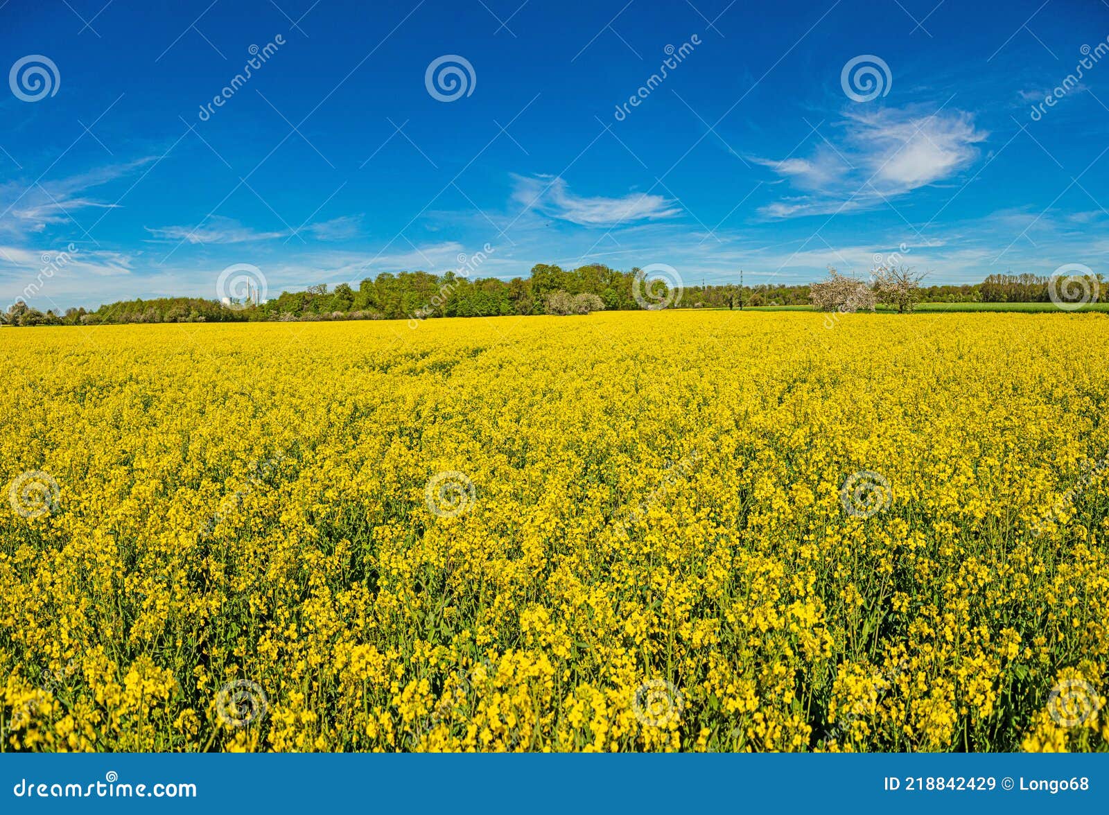 Picture of Field in Spring in Typical Bright Yellow Color Stock Image ...