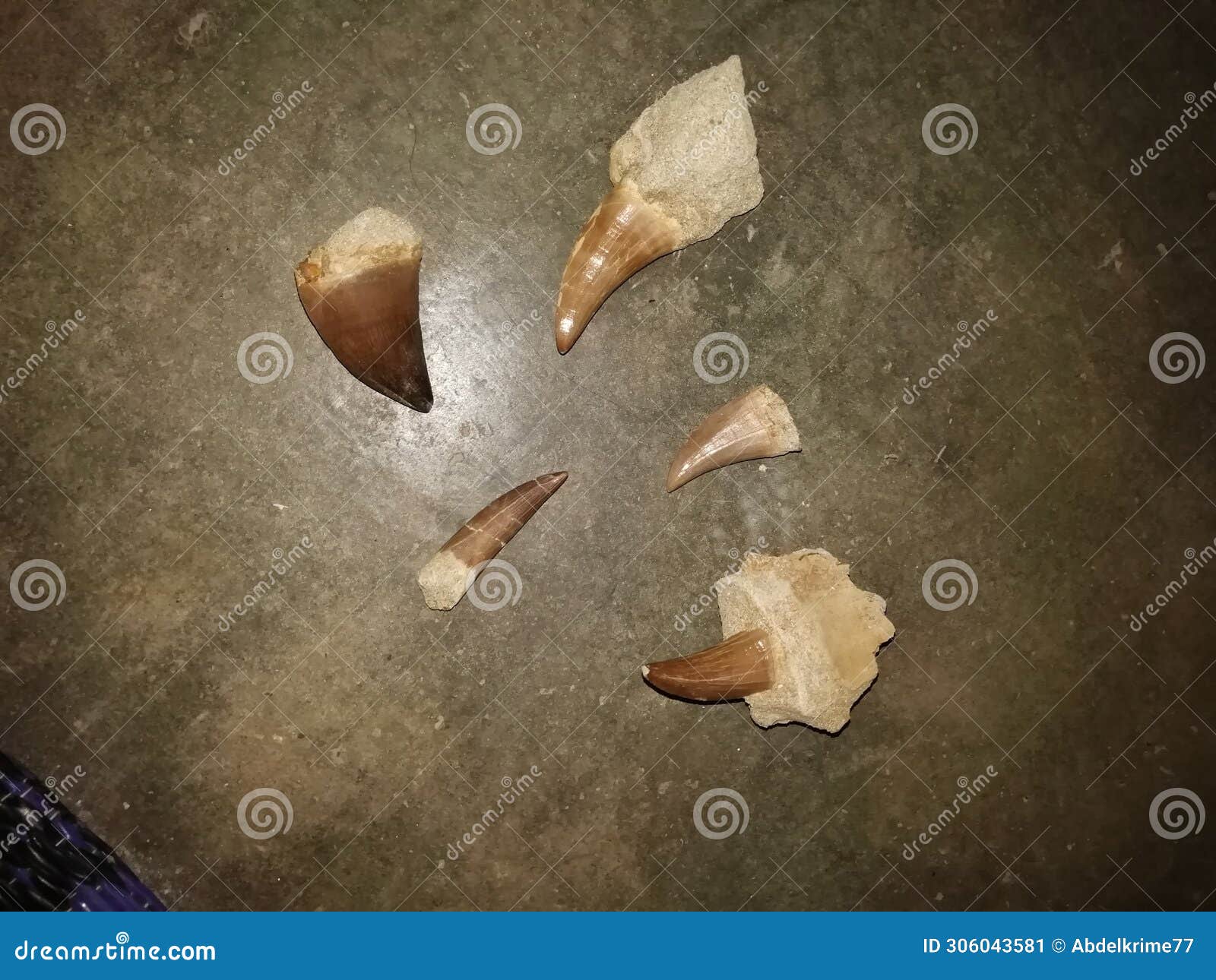 Picture of Rare Dinosaur Teeth Stock Image - Image of rare, teeth ...