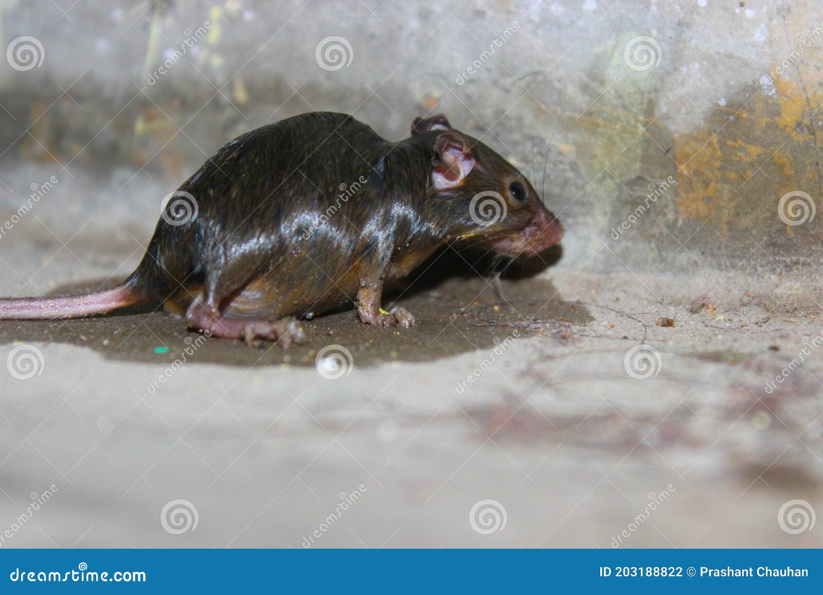 A Picture of Rat on Floor in the House Stock Photo - Image of asian ...