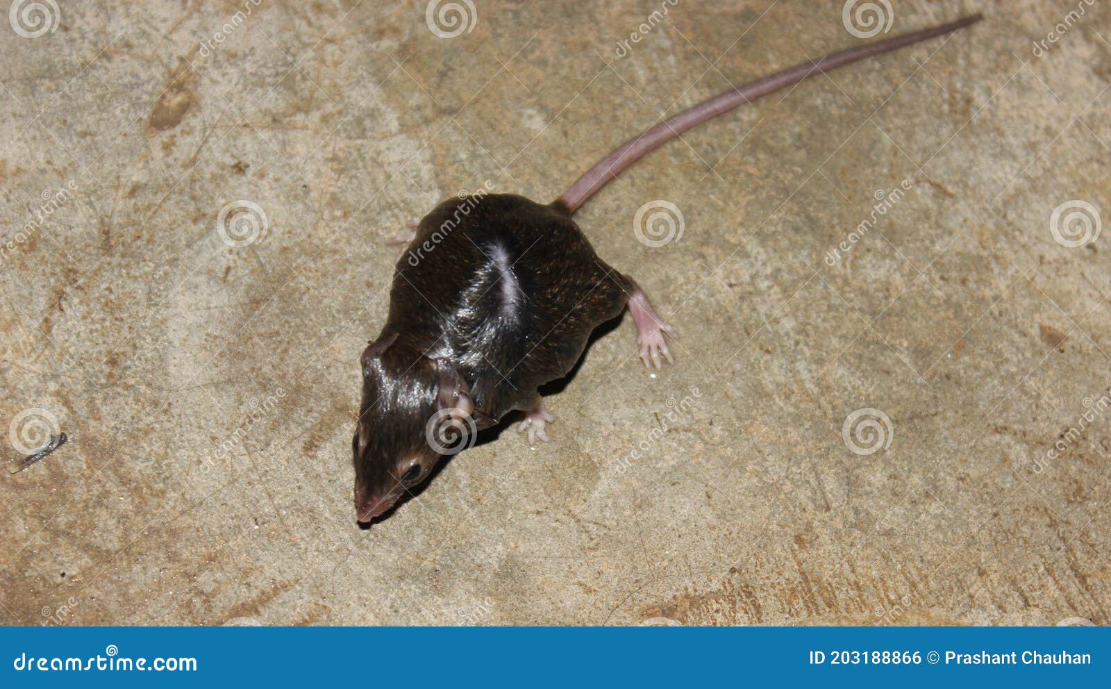 A Picture of Rat on Floor in the House Stock Photo - Image of animal ...