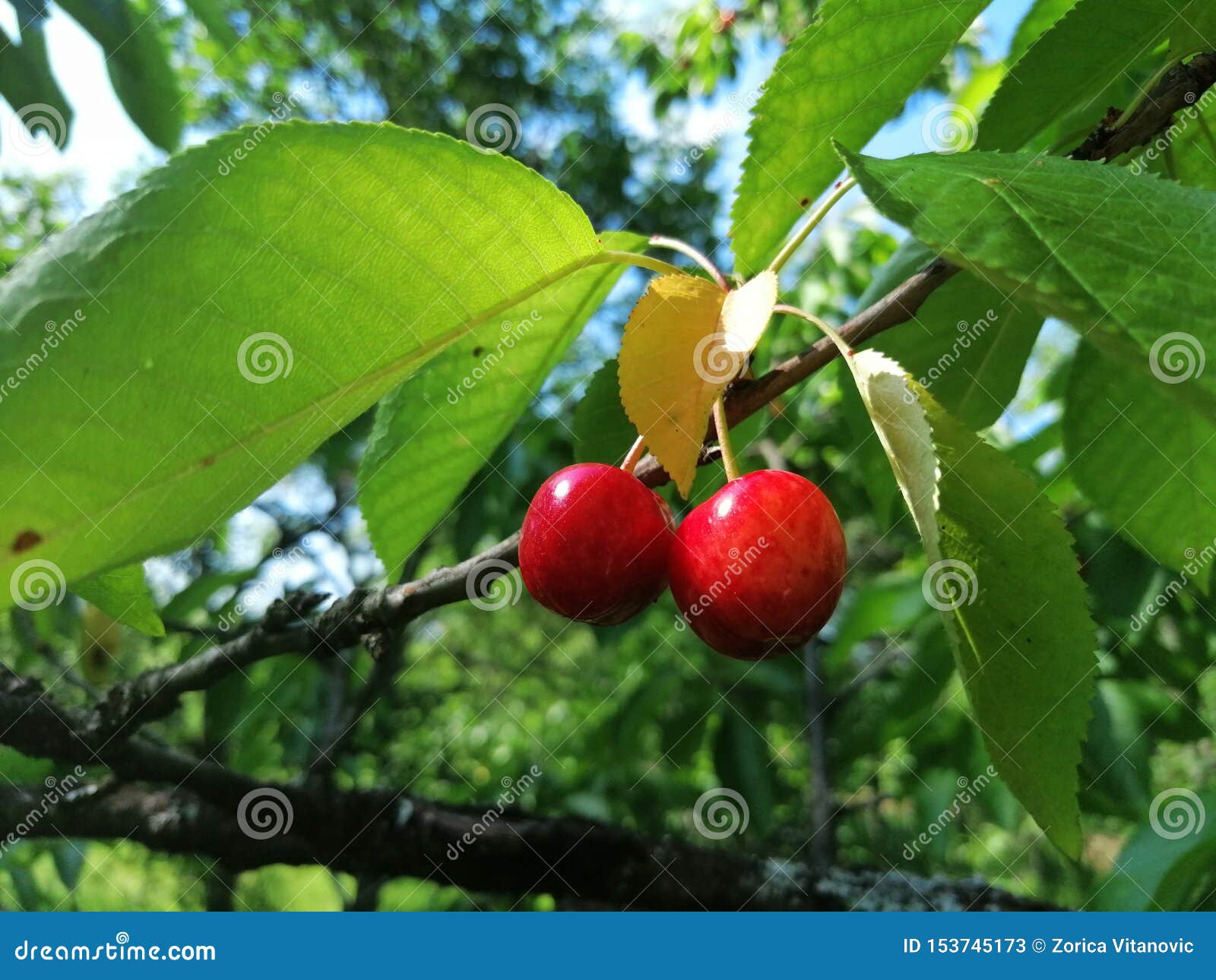 Cherrys on tree stock image. Image of fruit, tree, kids - 153745173