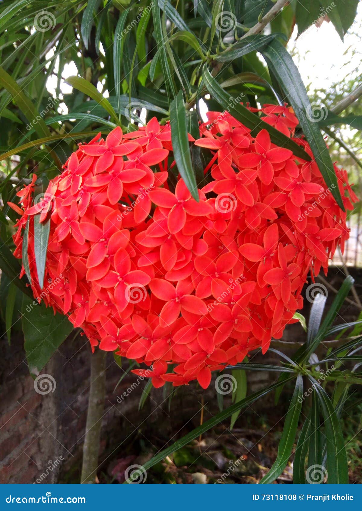 A picture of a red flower editorial stock photo. Image of flower - 73118108