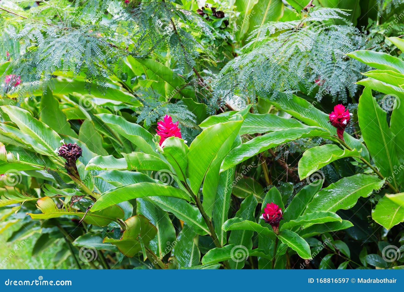 Red Ginger Shrub on Oahu, Hawaii Stock Image - Image of states, blossom ...