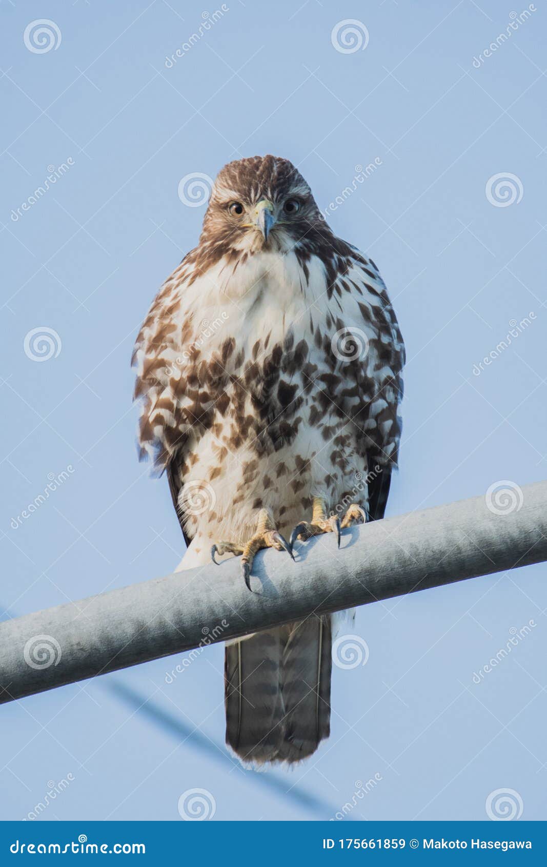 A Picture of a Red-tailed Hawk Perching on the Lighting Pole. Stock ...