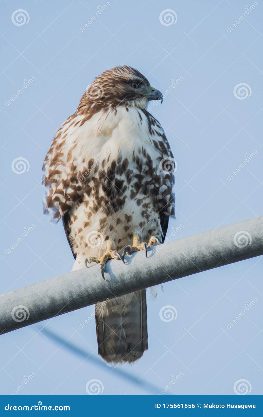 Red-tailed Hawk, Red-tailed, Hawk, Perching, Pole, Lighting Pole ...