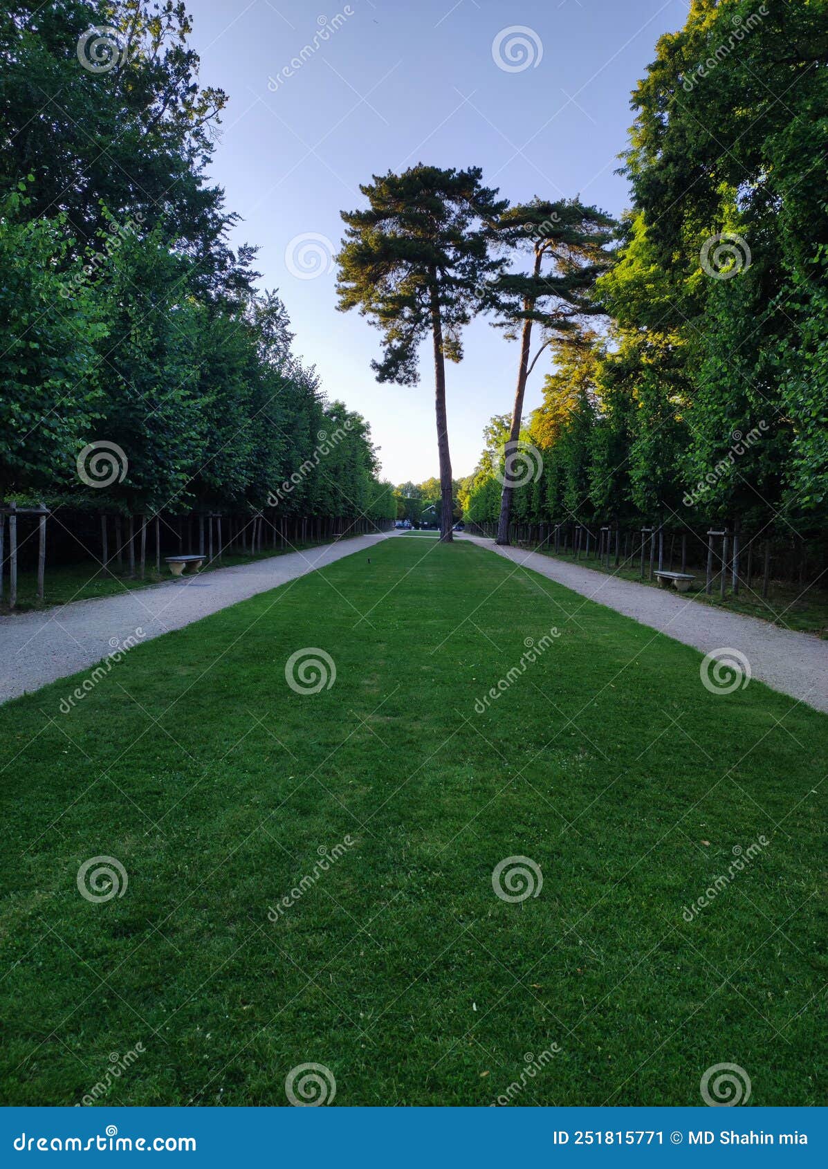 This Picture Reveals a Unique Form of Evergreen Nature Stock Image ...