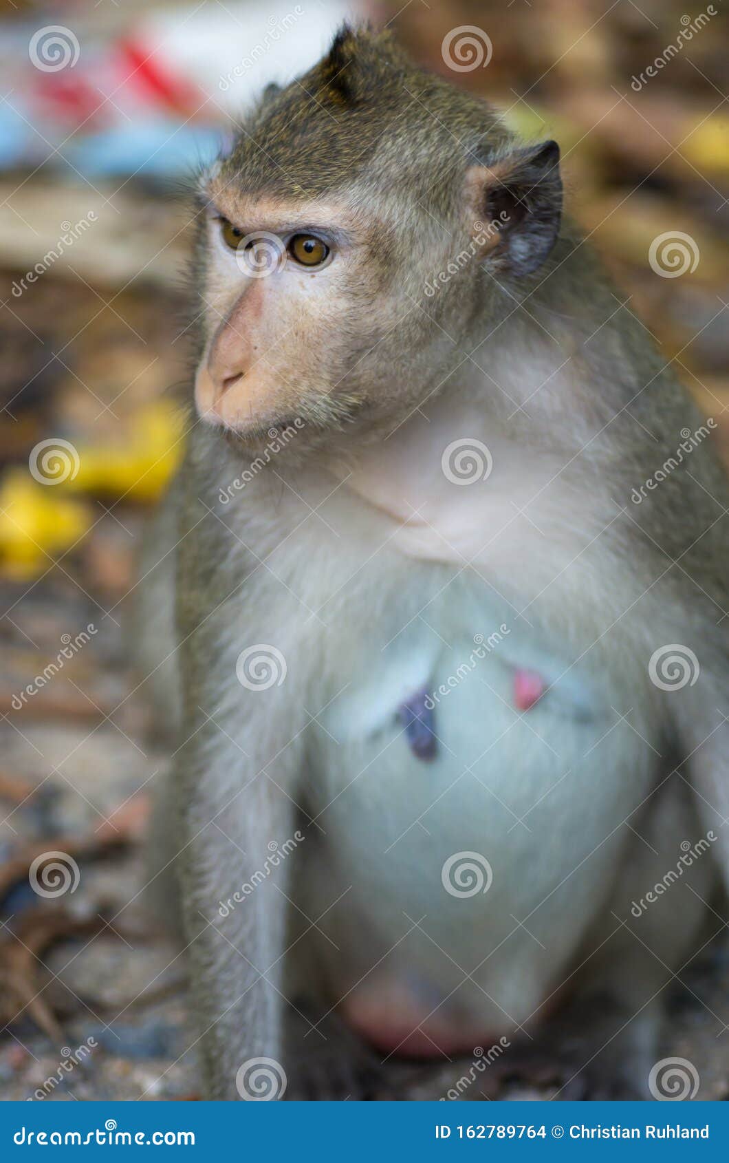 Picture of a rhesus monkey stock photo. Image of portrait - 162789764
