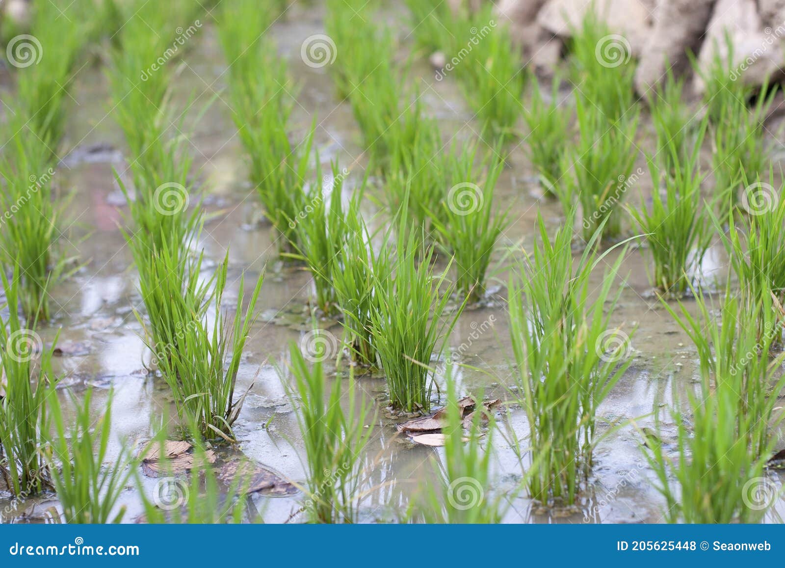 It is a Picture of Rice Field at Garden Stock Photo - Image of wheat ...
