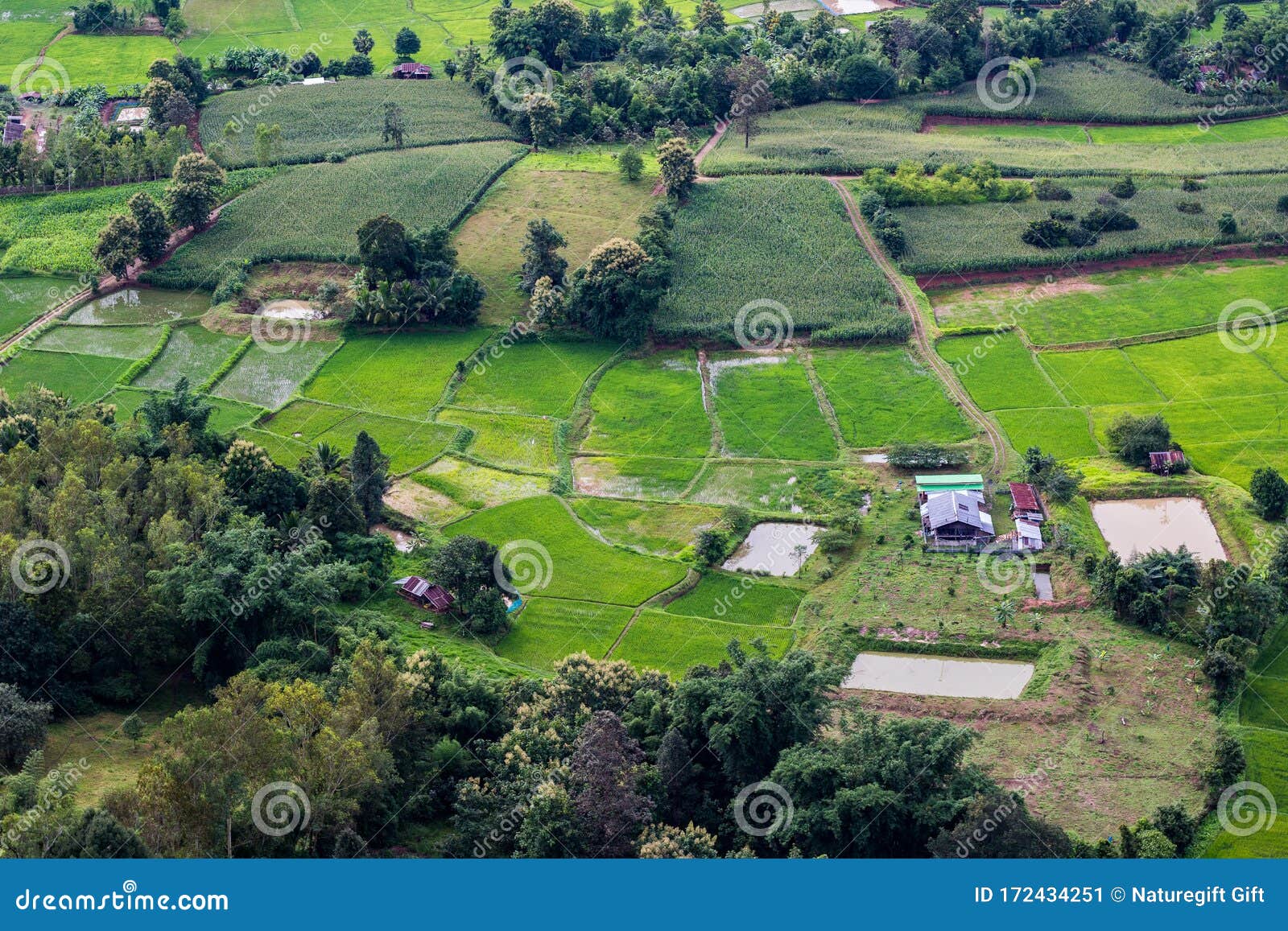 Picture of a Rice Field Plot from a High Stock Image - Image of farming ...