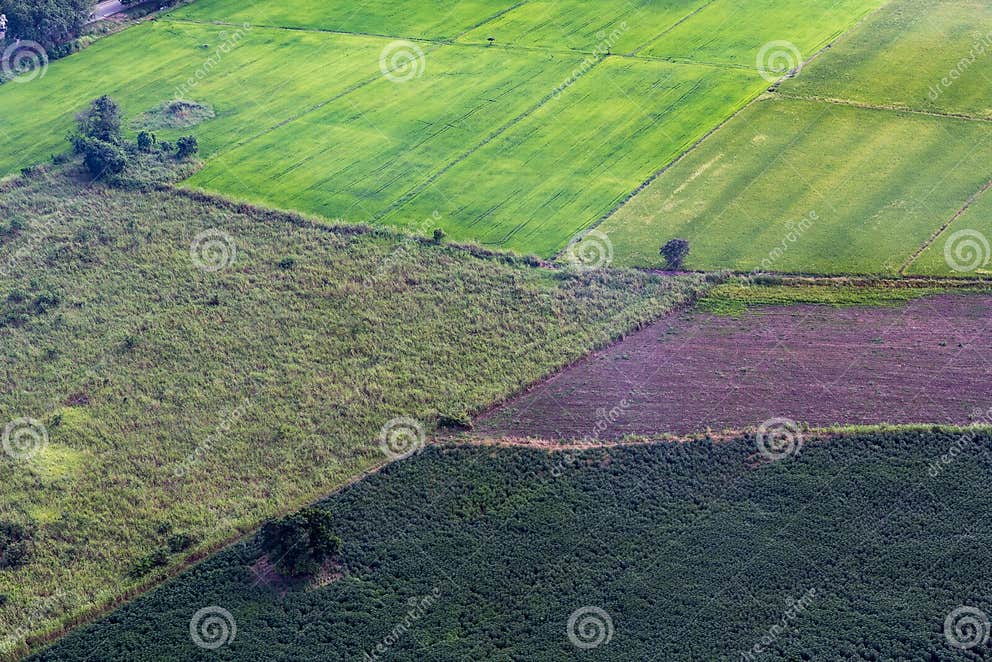 Picture of a Rice Field Plot from a High Stock Image - Image of plant ...