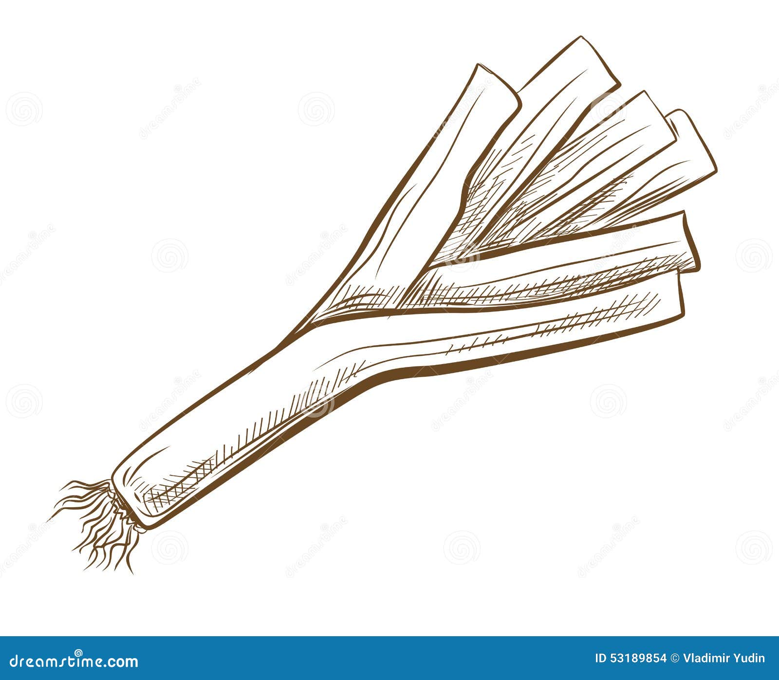 Picture of ripe leek stock vector. Illustration of food - 53189854