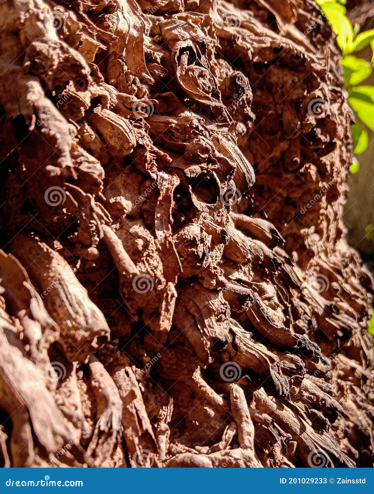Portrait Coconut Tree Roots Stock Image - Image of branch, nature ...