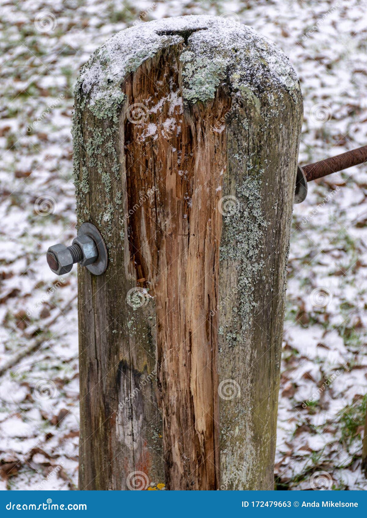 Picture with Rotten Tree Trunk Stock Image - Image of wood, rough ...