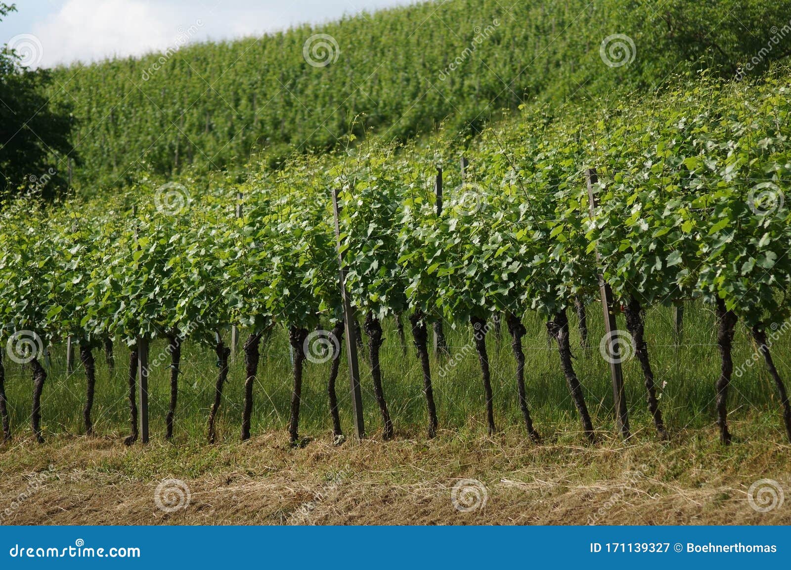 Grapevines in a wineyard. stock image. Image of portrait - 171139327