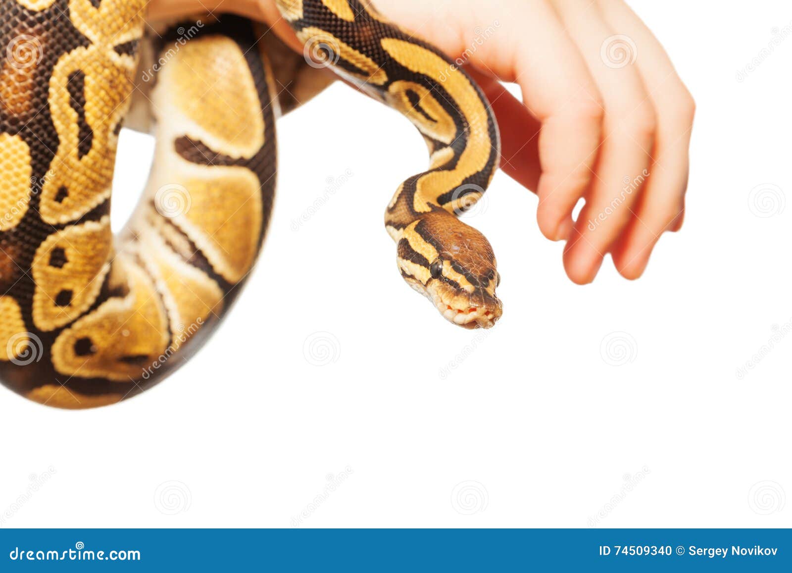 Python On Hand, Snake On Hand, Man Holds Python Royalty-Free Stock ...