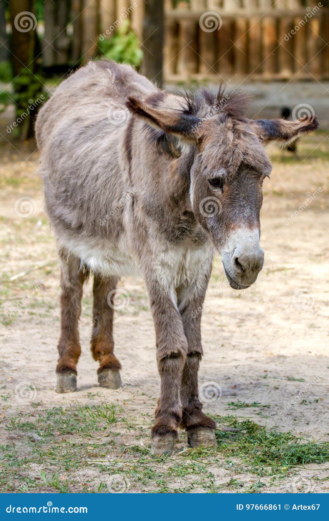 Picture of a sad pet stock image. Image of donkey, mule - 97666861