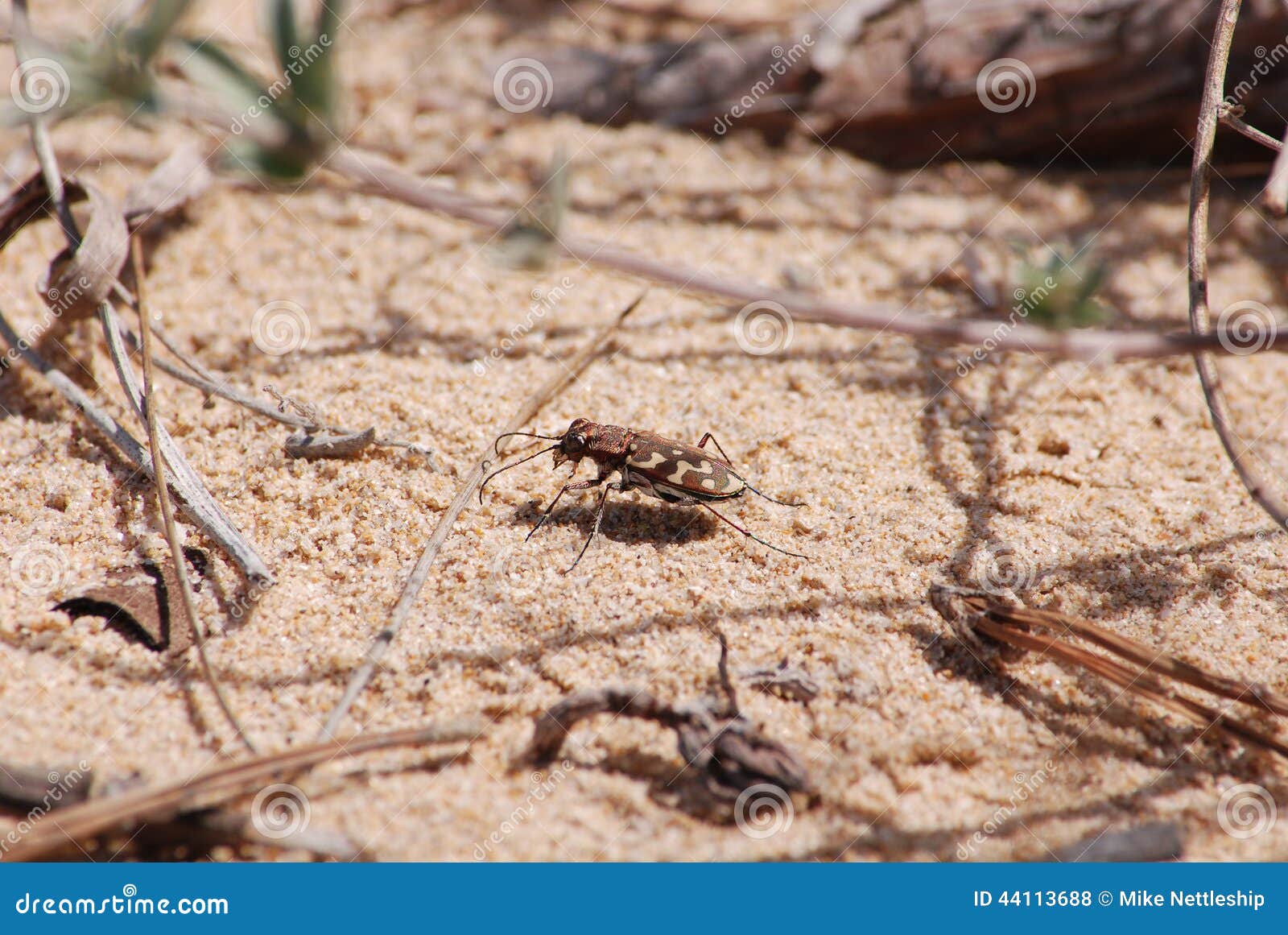 Picture of a Sand Bug CICINDELA HYBRIDA Stock Photo - Image of insect ...