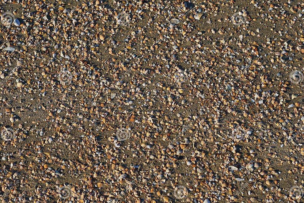 Picture of a Sandstone Shell. Stock Image - Image of coast, naturally ...