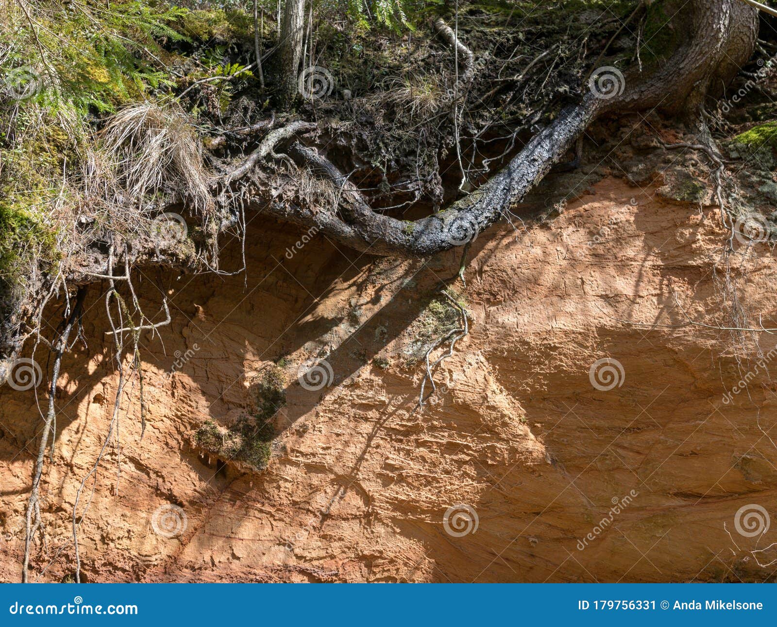 Picture with Sandstone Wall and Tree Roots Stock Image - Image of ...