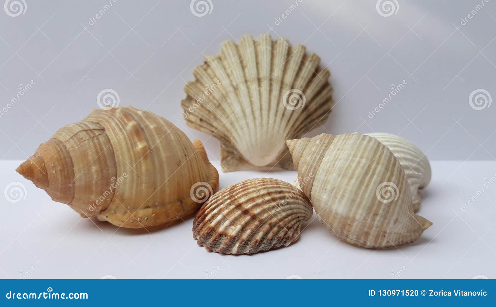Sea shell stock photo. Image of perl, shell, summer - 130971520