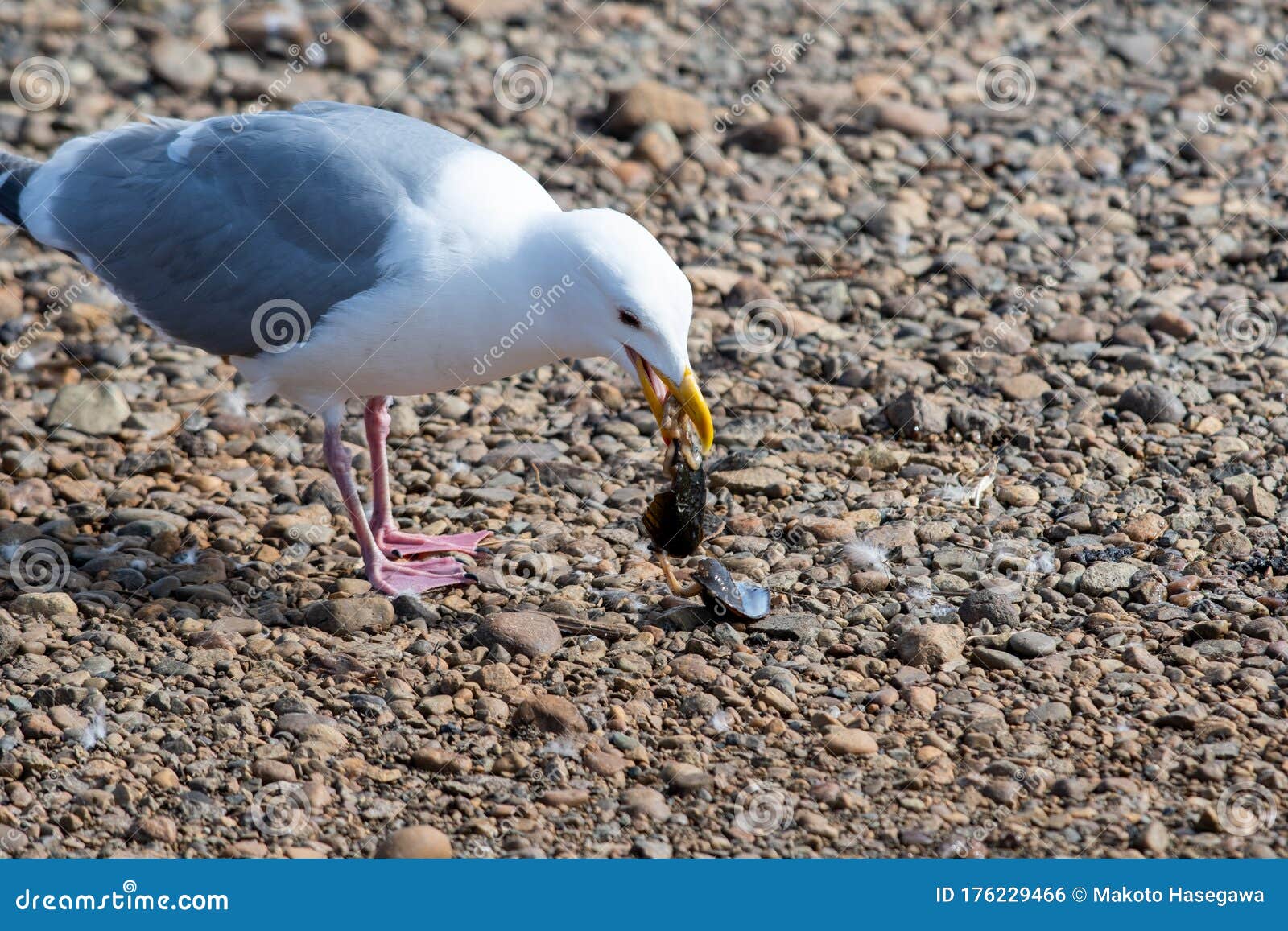 A Picture of a Seagull Eating the Shellfish. Stock Photo - Image of ...