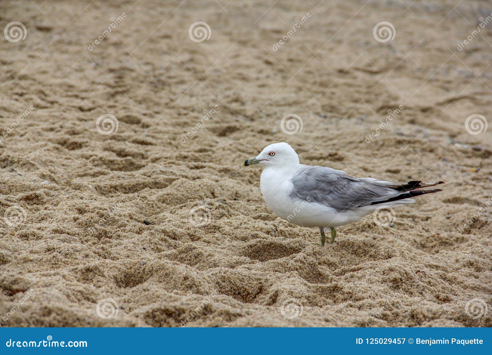 Seagull on a sandy beach stock image. Image of nature - 125029457