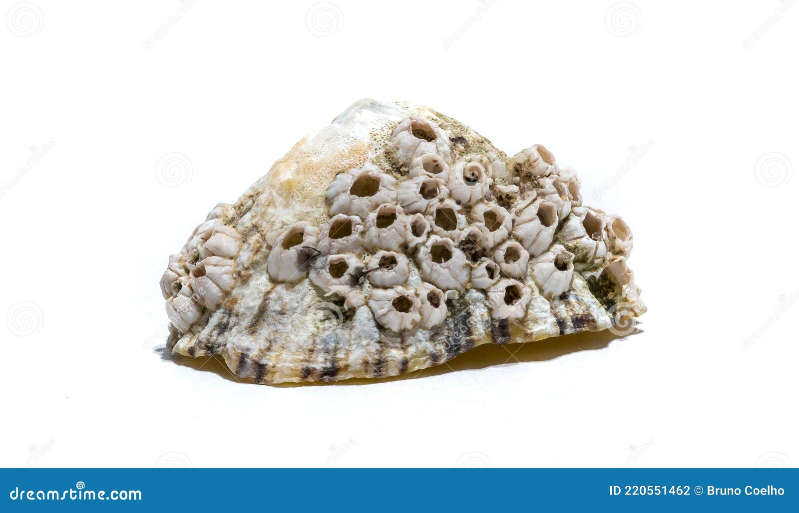 Seashell with Holes stock photo. Image of fauna, mussel - 220551462
