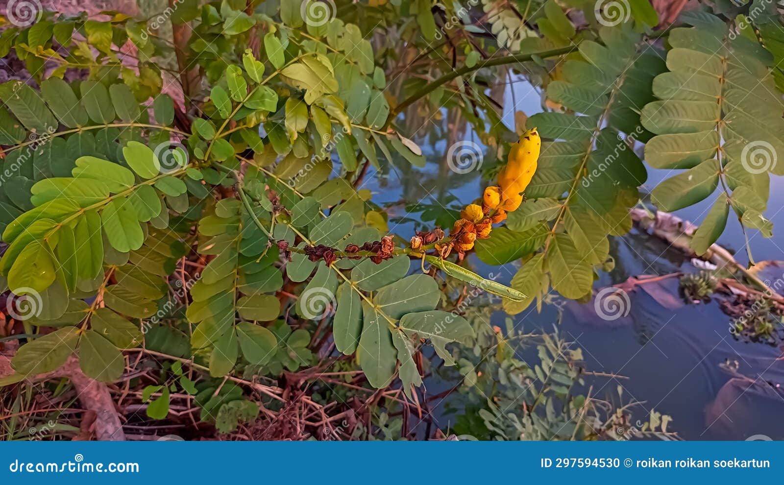 Senna Alata Is An Important Medicinal Tree, It Also Known As Emperor`s ...