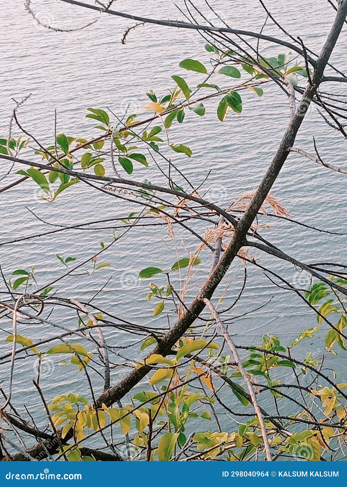 A Picture of Several Tree Branches and Green Leaves on the Beach Stock ...