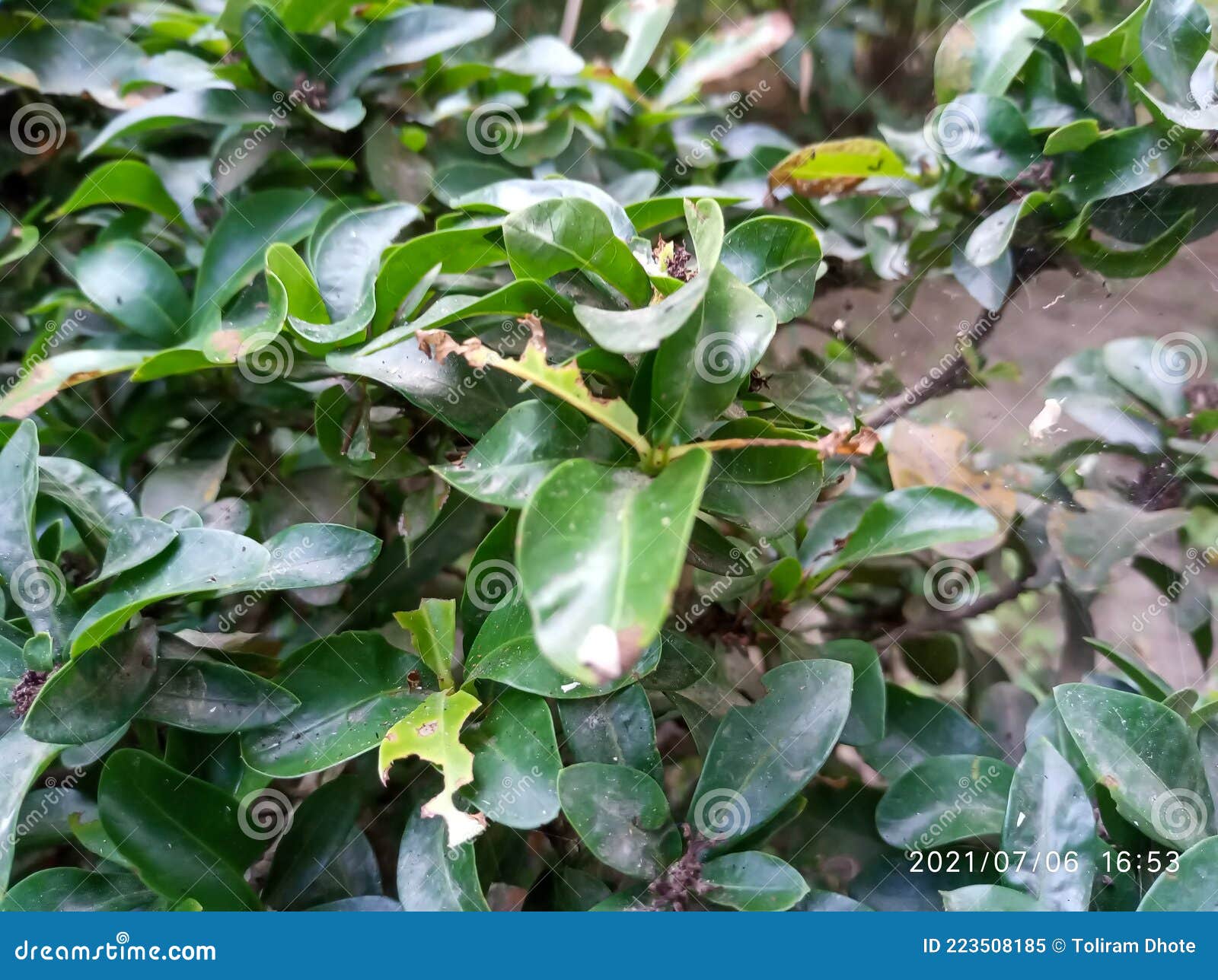 This is the Picture of Severinia Buxifolia Tree. Stock Image - Image of ...