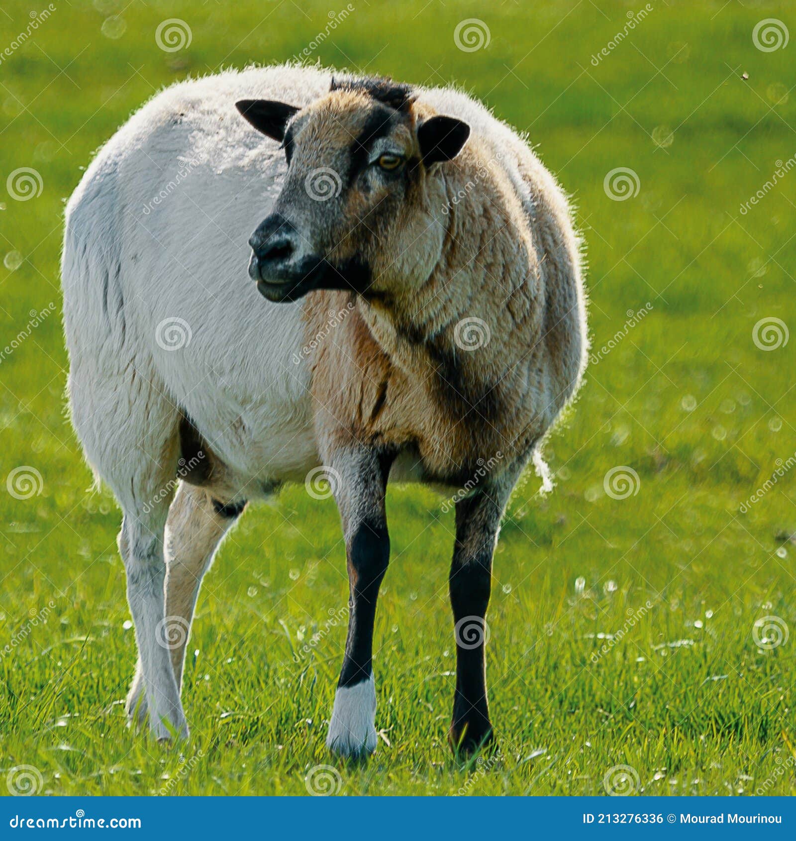 A Picture of a Sheep in a Green Stock Photo - Image of contexte, gras ...