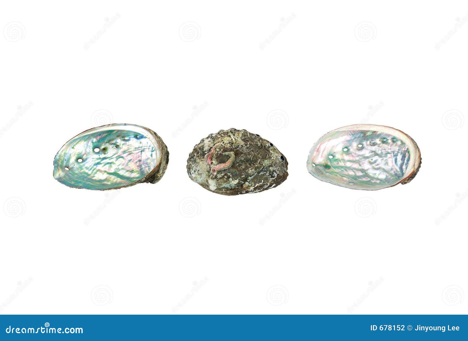 Picture Of Shell Picture. Image: 678152