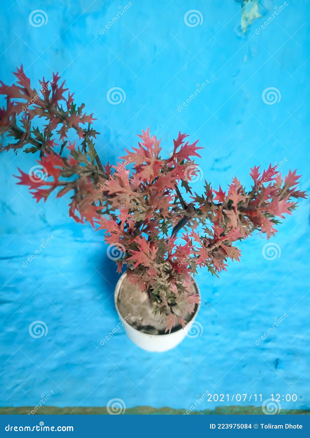 A picture of show tree. stock photo. Image of show, blue - 223975084