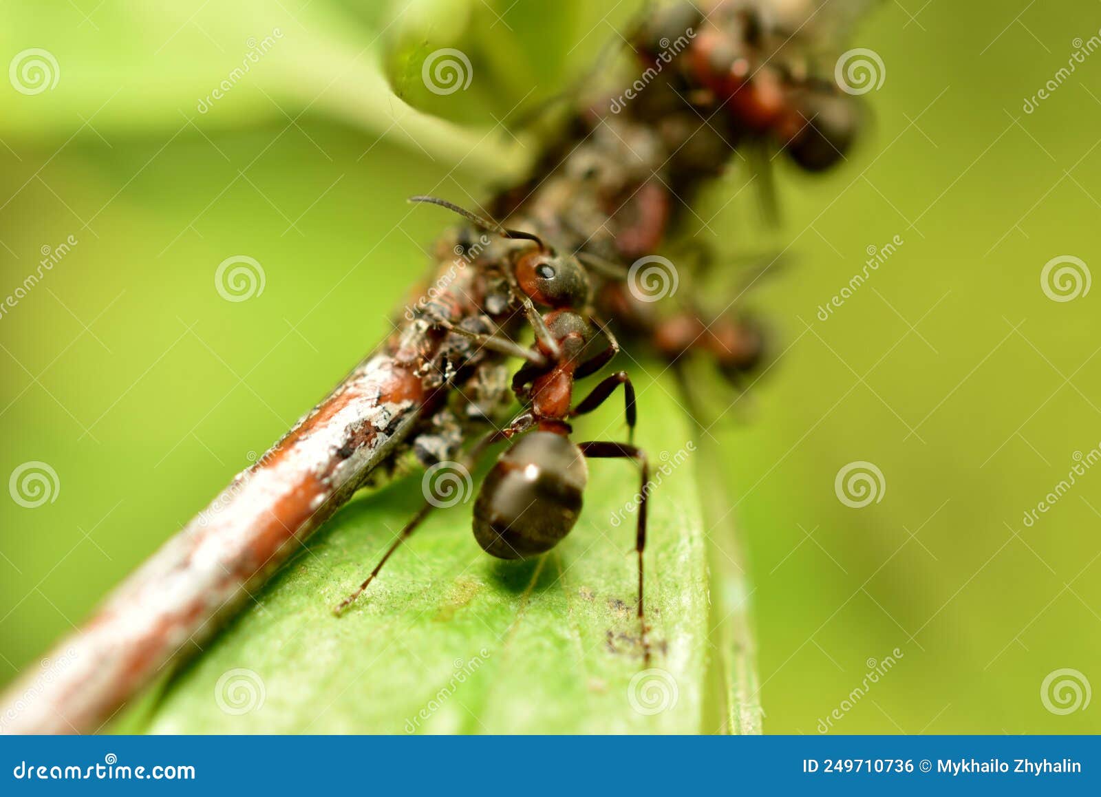 An Ant on a Tree Branch Covered with Aphids. Stock Photo - Image of ...