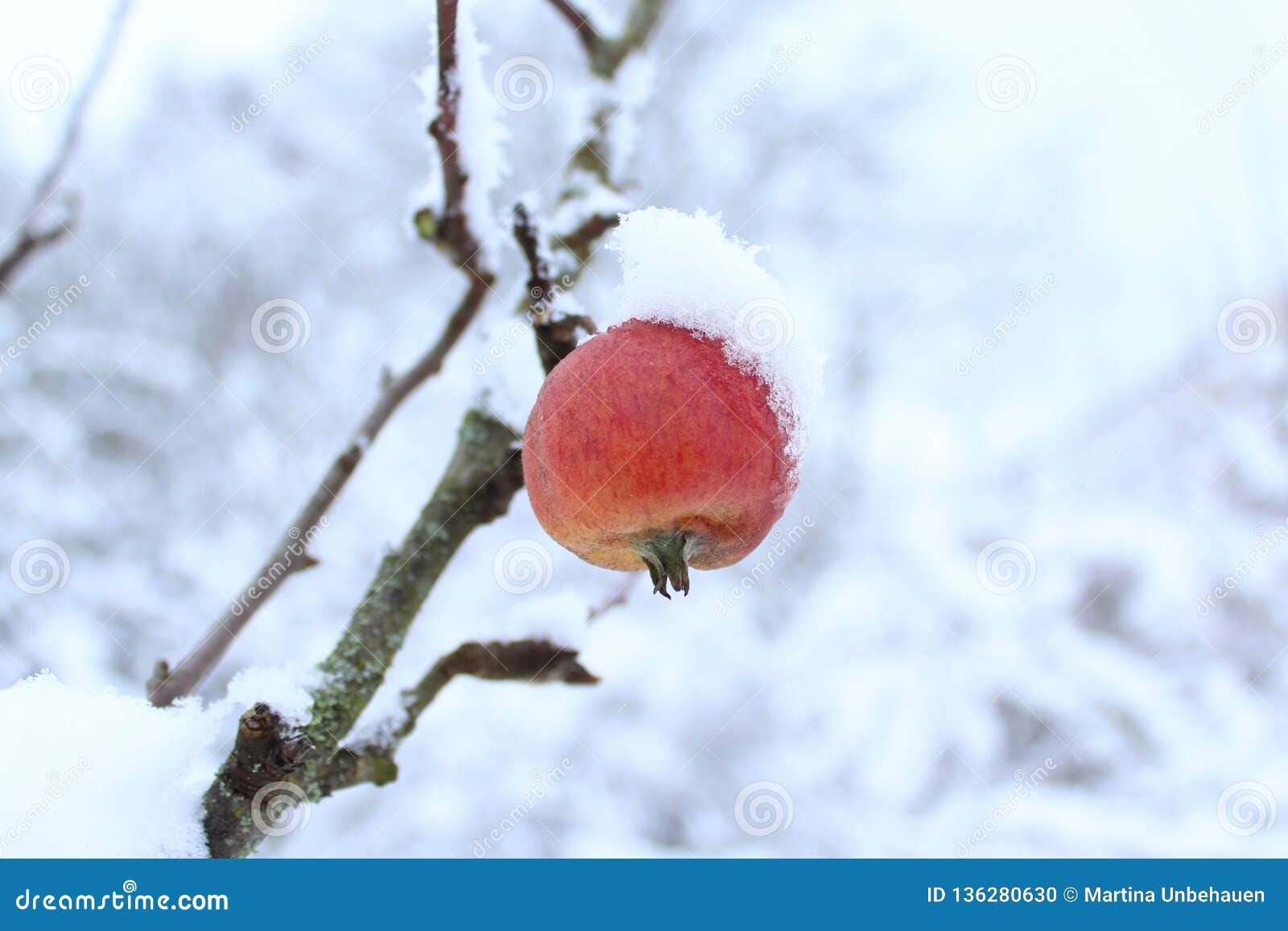 Apple on a Tree in the Winter Stock Photo - Image of snowcovered ...