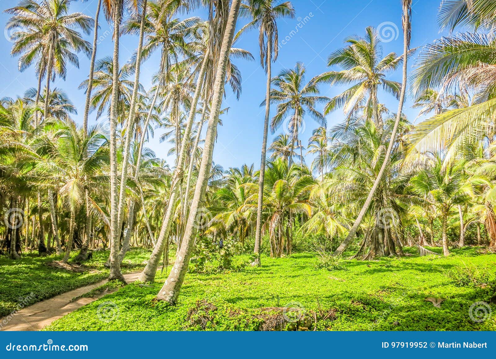 Palm Tree Forest stock photo. Image of summer, jungle - 97919952