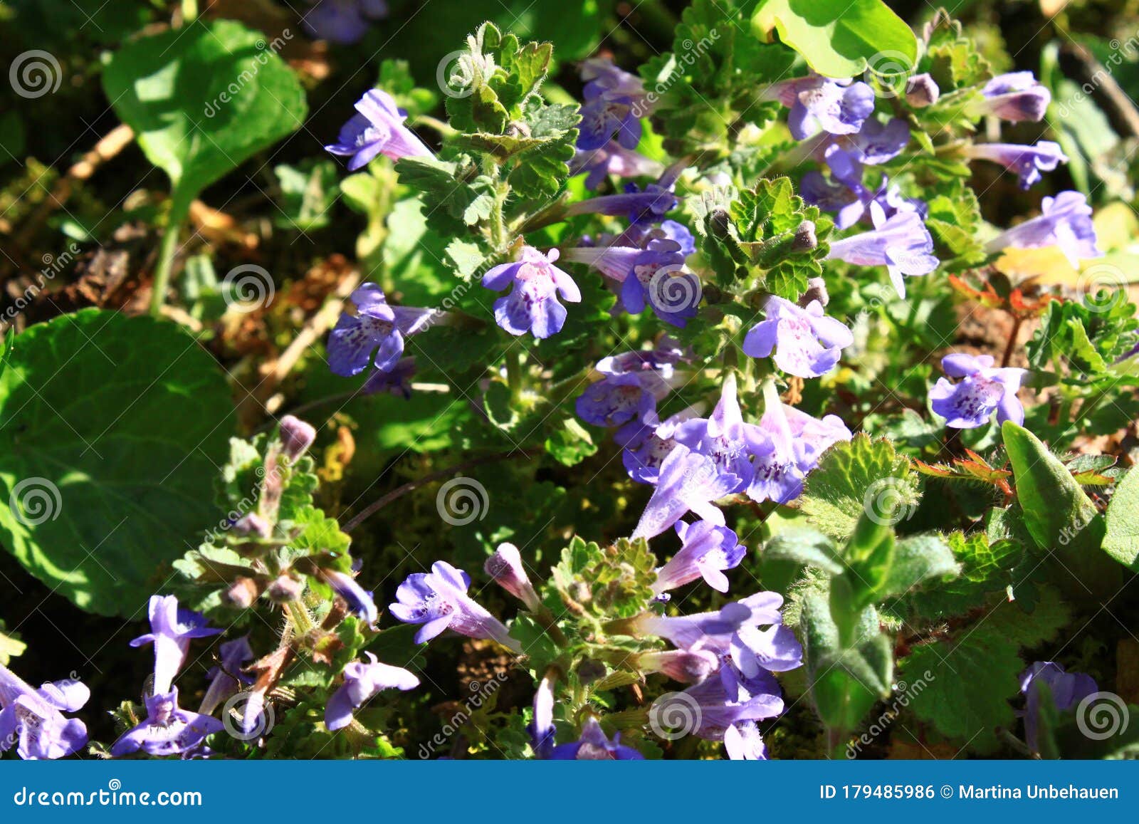 Blue pine in the forest stock photo. Image of natural - 179485986