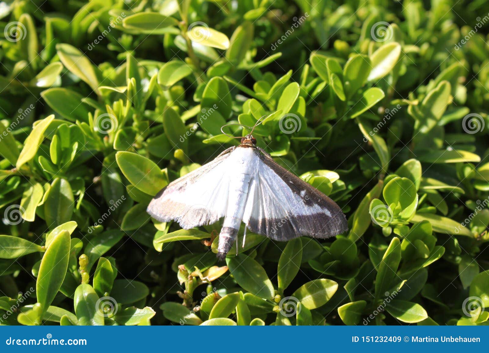Box Tree Moth on Box Leaves Stock Image - Image of tree, butterfly ...