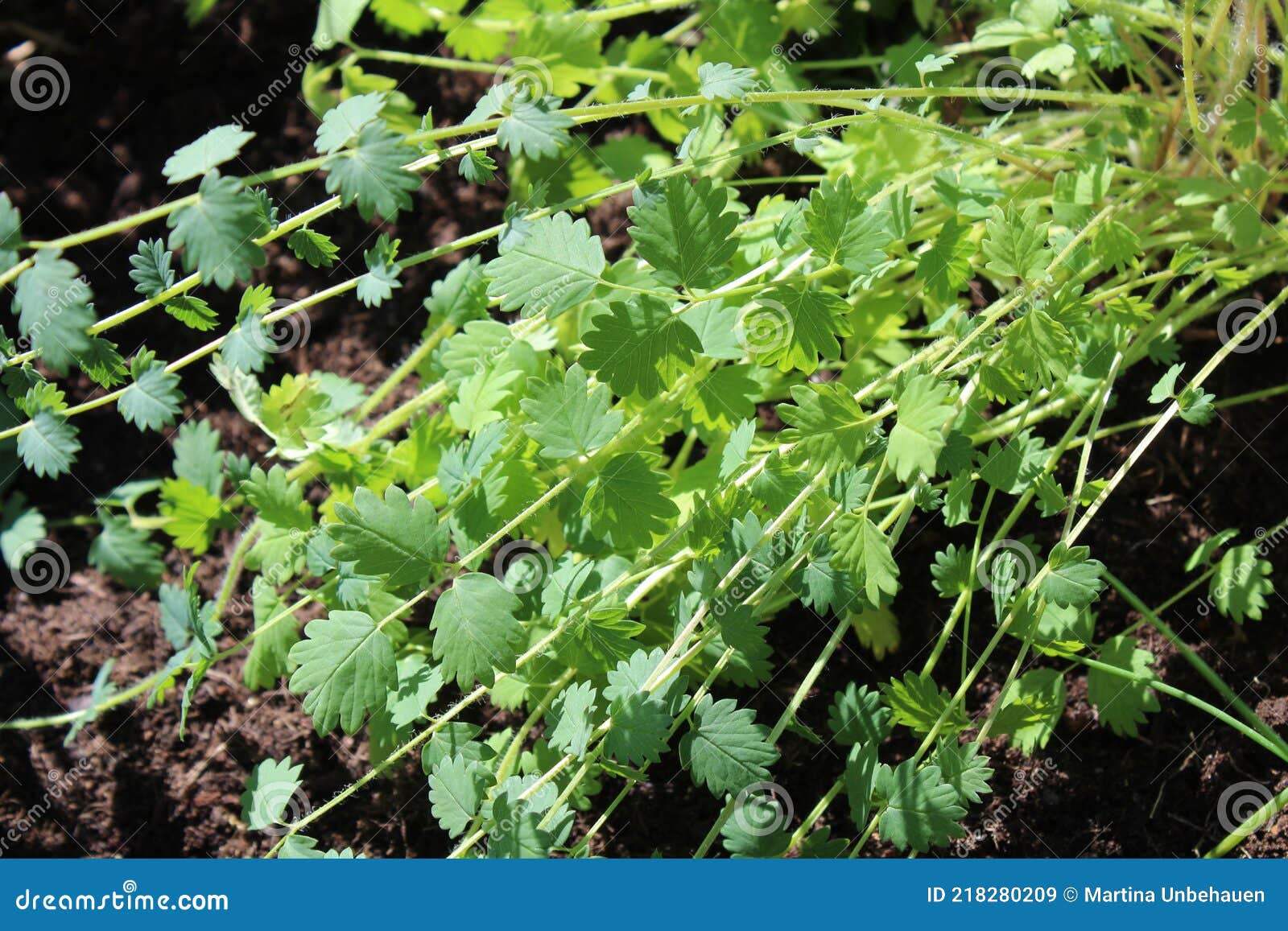 Burnet in the herb garden stock image. Image of minor - 218280209