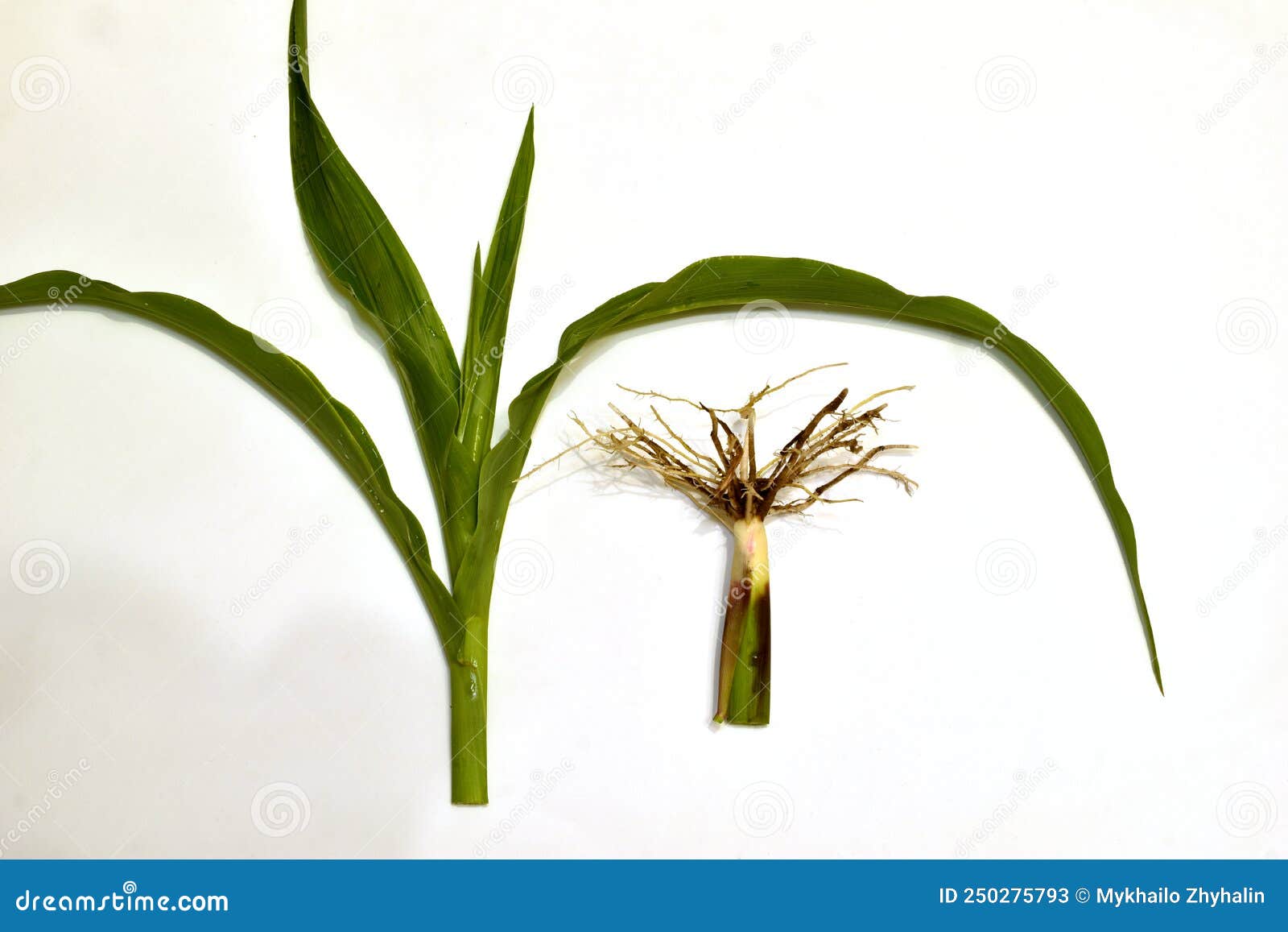 Green Shoots of Corn and Its Root. Stock Image - Image of young, season ...