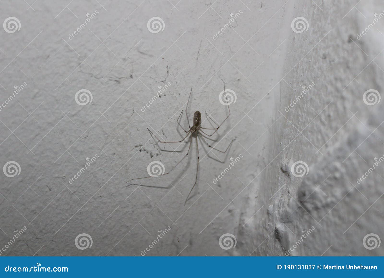 Cellar spider on the wall stock image. Image of cellar - 190131837