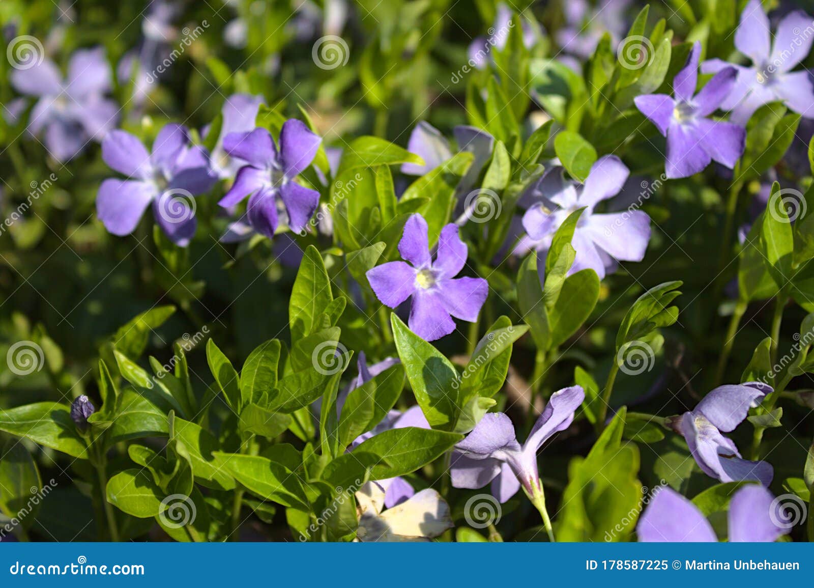 Common Periwinkle in the Garden Stock Image - Image of blue, common ...