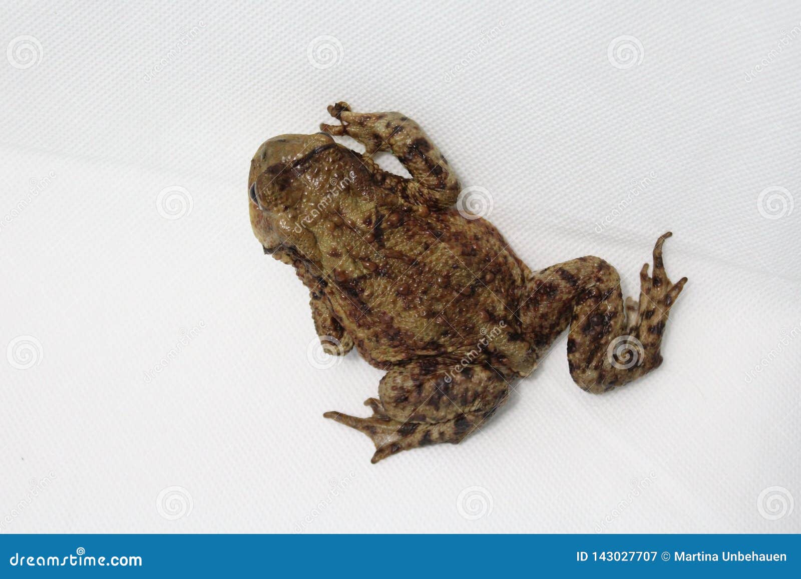 Common Toad on a White Background Stock Image - Image of toads ...
