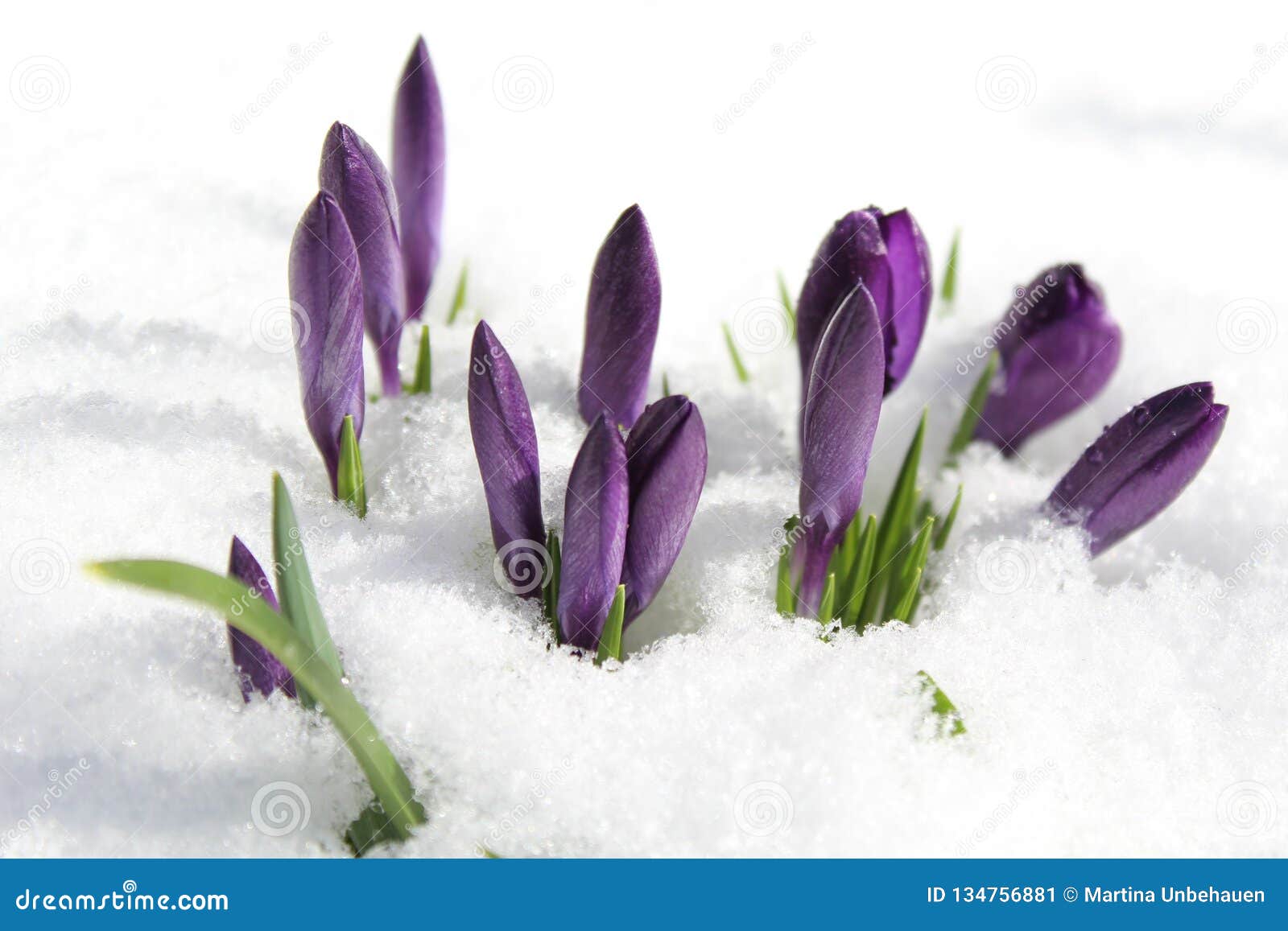 Crocus in the snow stock image. Image of crocus, plants - 134756881