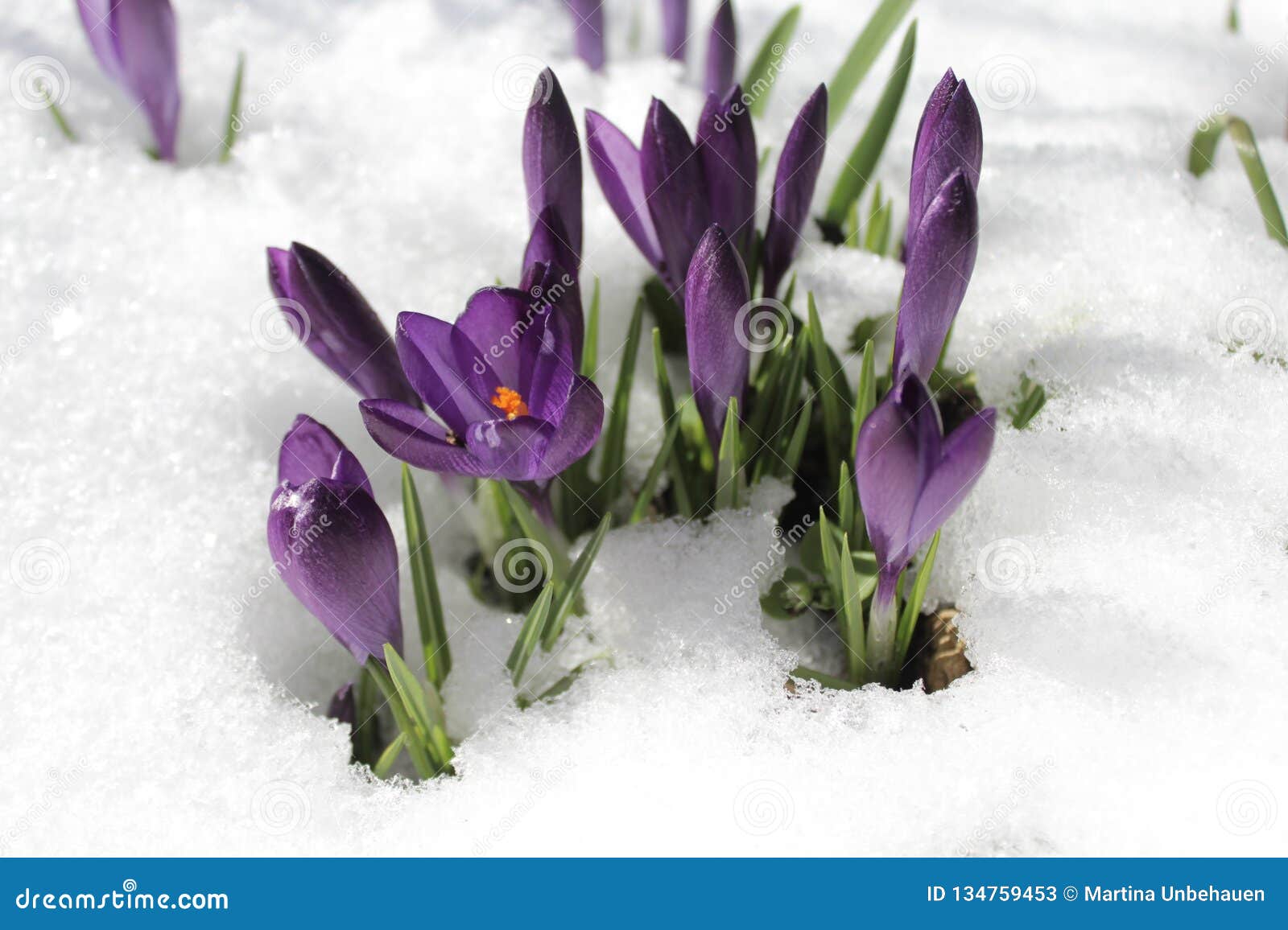Crocus and Spring Snowflake in the Snow Stock Image - Image of ...
