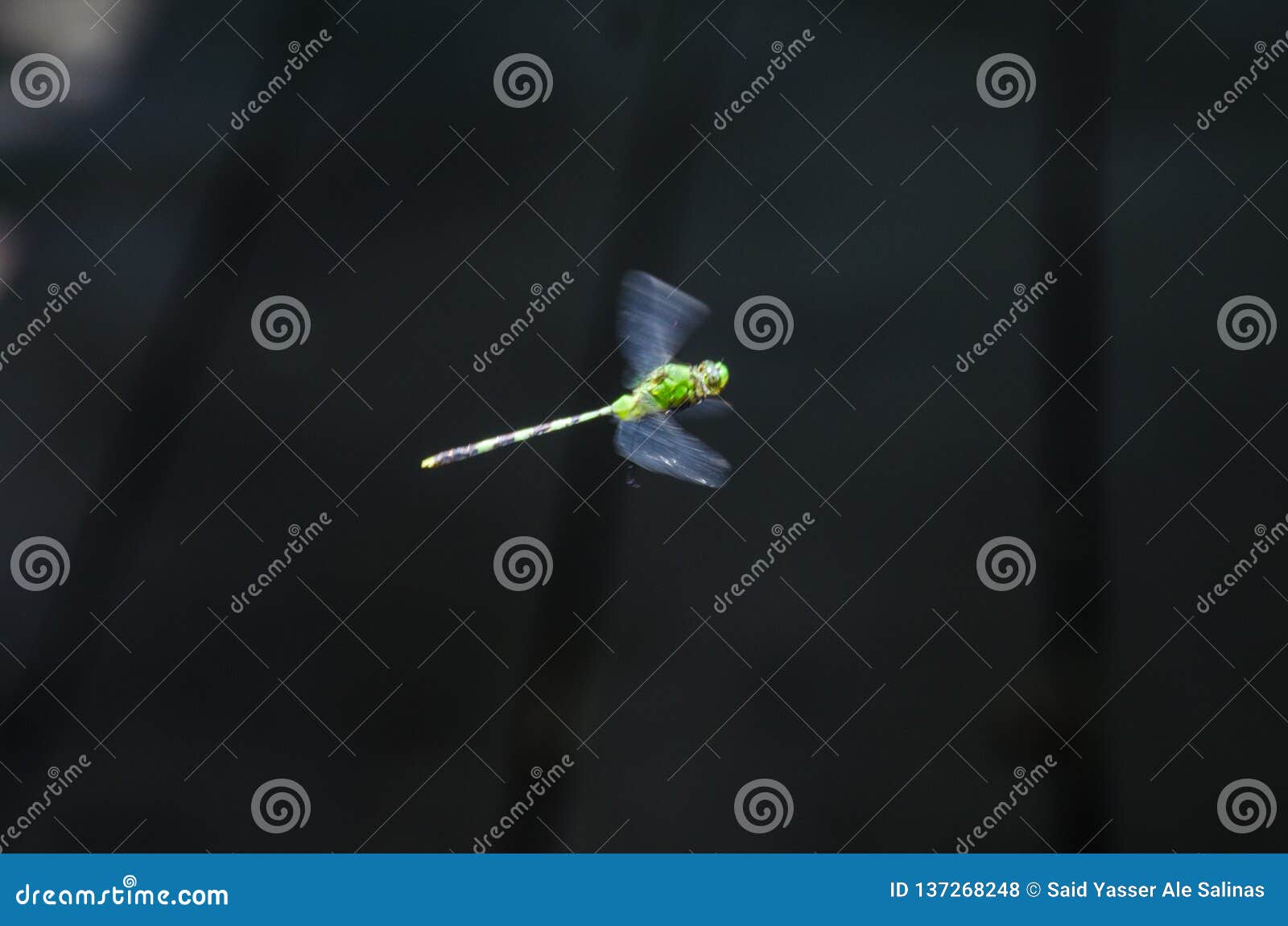 Flying at the Speed of Light Stock Photo - Image of caiman, group ...
