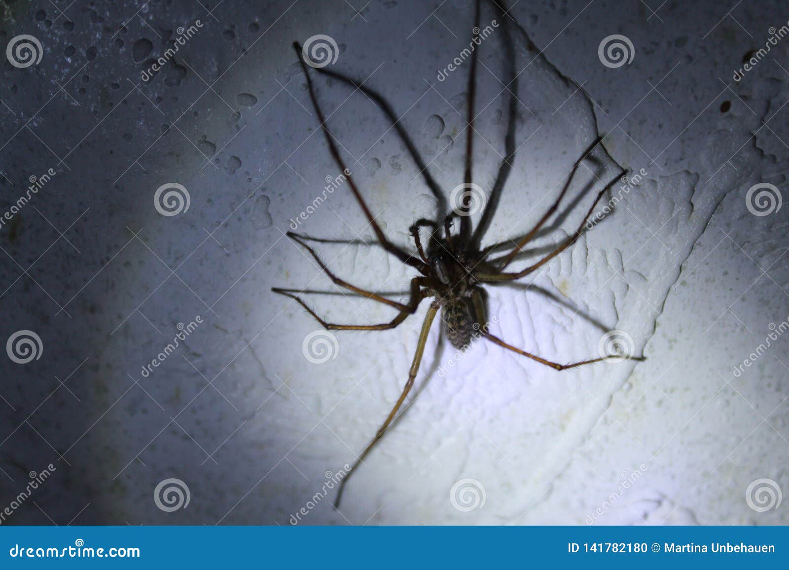 Dust spider on the wall stock photo. Image of spiders - 141782180