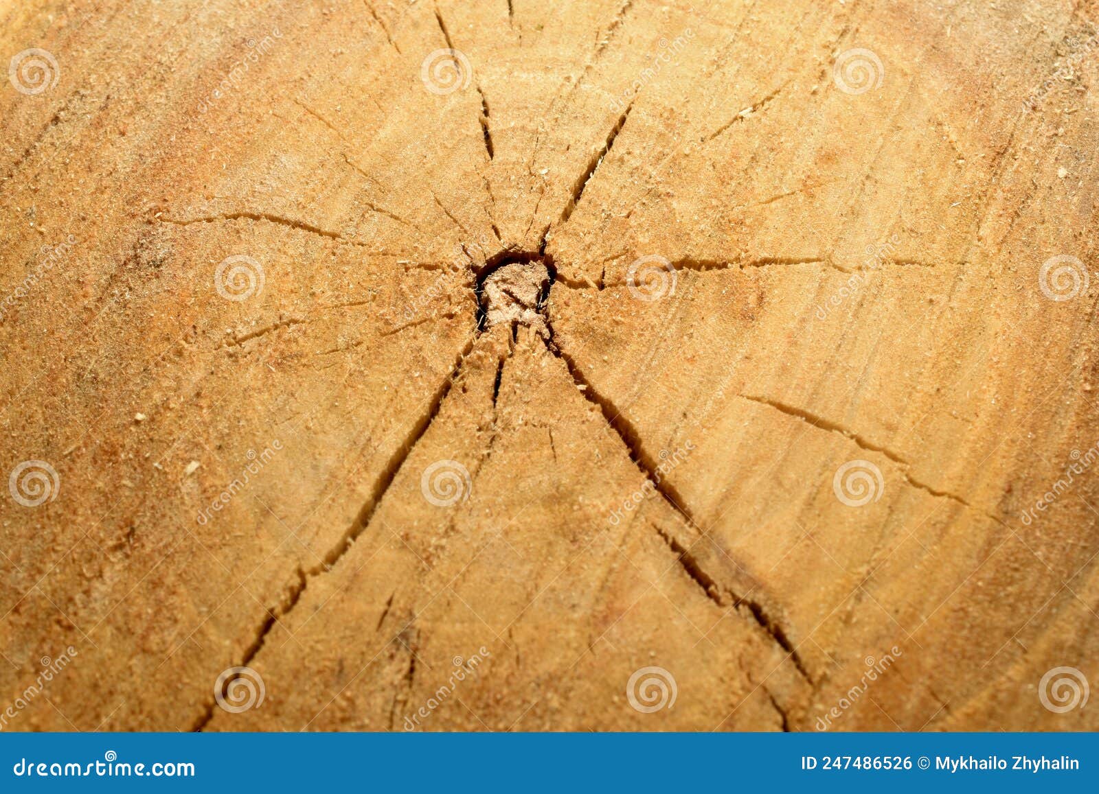 Texture Pattern of the End of a Log Cut. Stock Photo - Image of plant ...