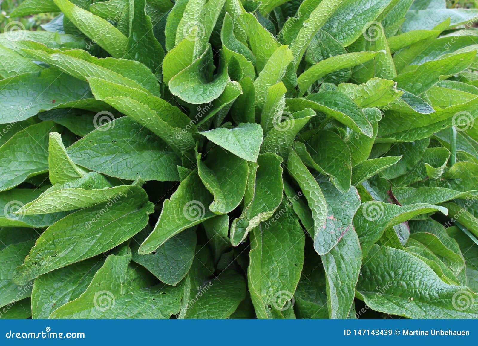 Field of Comfrey in the Nature Stock Image - Image of nature, natural ...