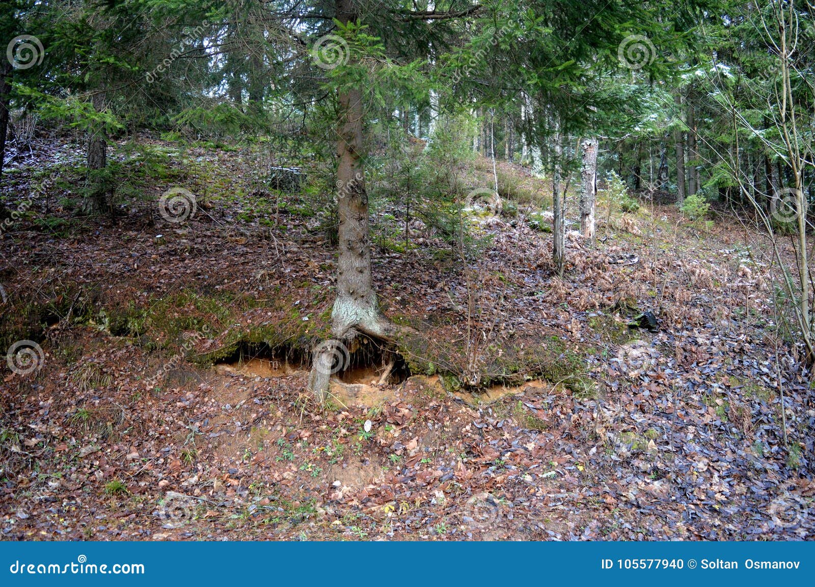 Forest Landscape. Tree with a Beautiful Root Stock Photo - Image of ...